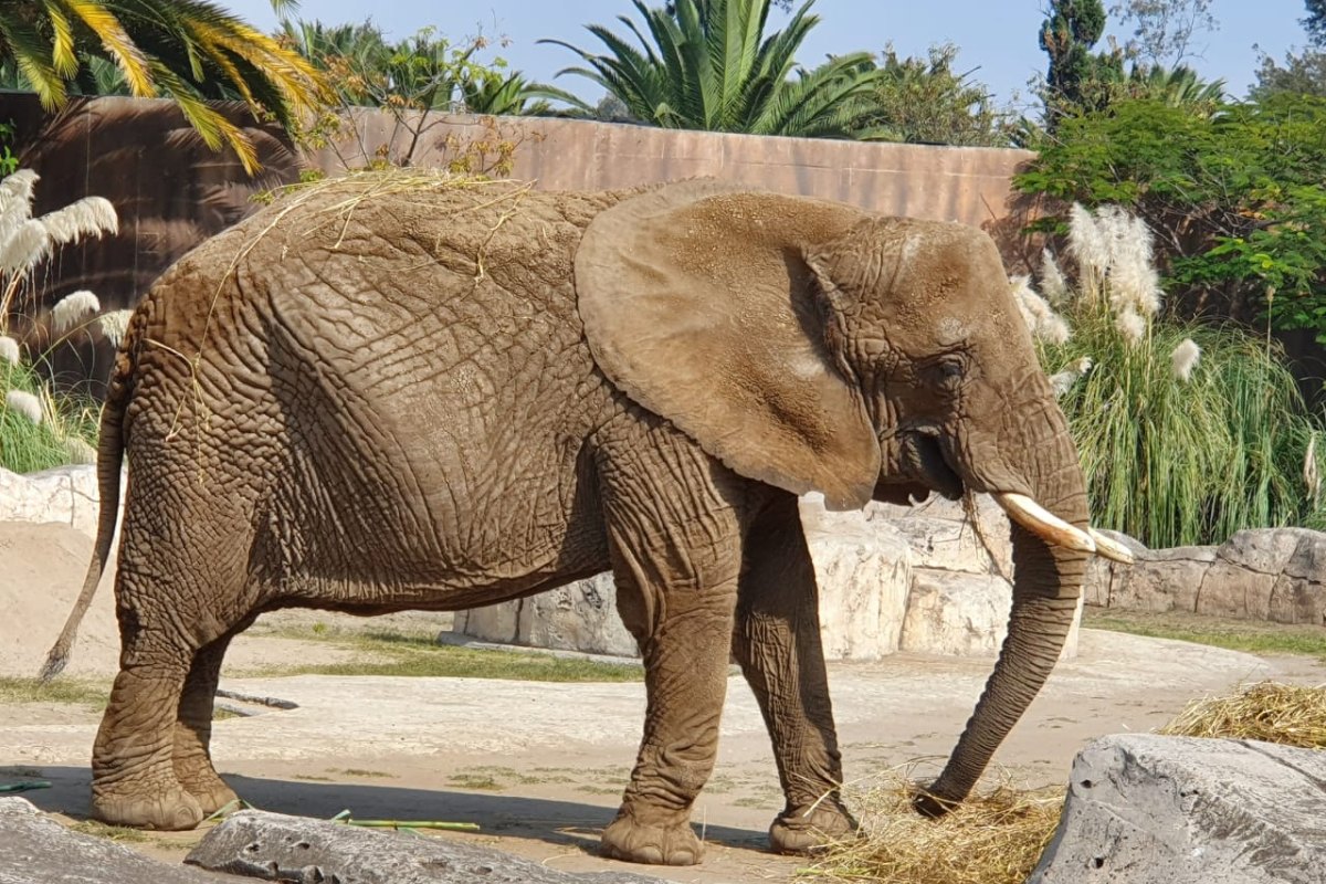 ¿Por qué el caso de la elefanta Ely es histórico para los anim...