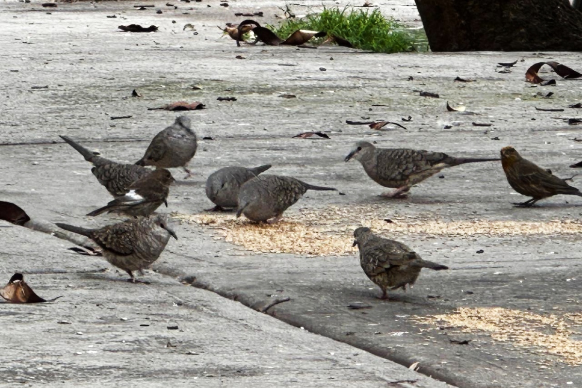 ¿Cómo alimentar a los animales en el espacio público? - 10 de ...